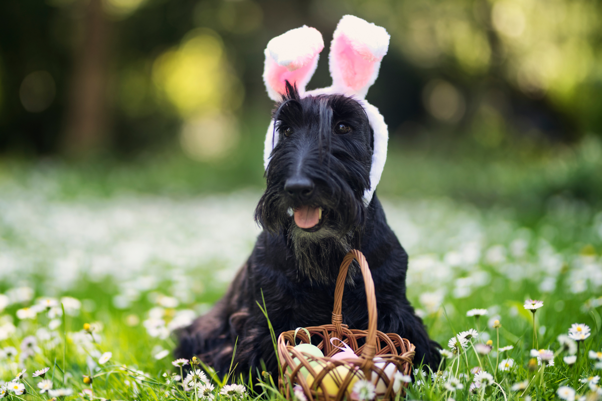 Hundekekse selber backen: Einfaches Frühlingsrezept – LEO LÖWENHERZ