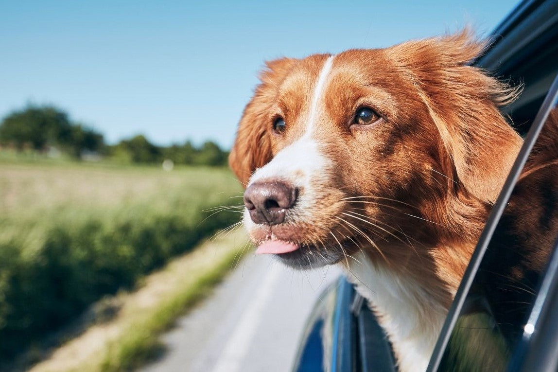 Reisen mit Hund: Wichtige Tipps für einen stressfreien Urlaub – LEO ...
